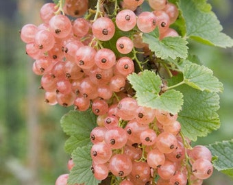 1 Pink Champagne Pink Currant Live Rooted Starter Plant, Edible Shrub ...