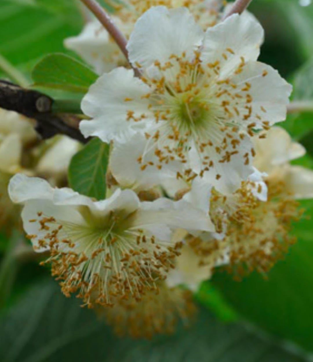 Male Fuzzy Kiwi Vine in 1 Gallon Pot (actinidia Deliciosa) - Etsy