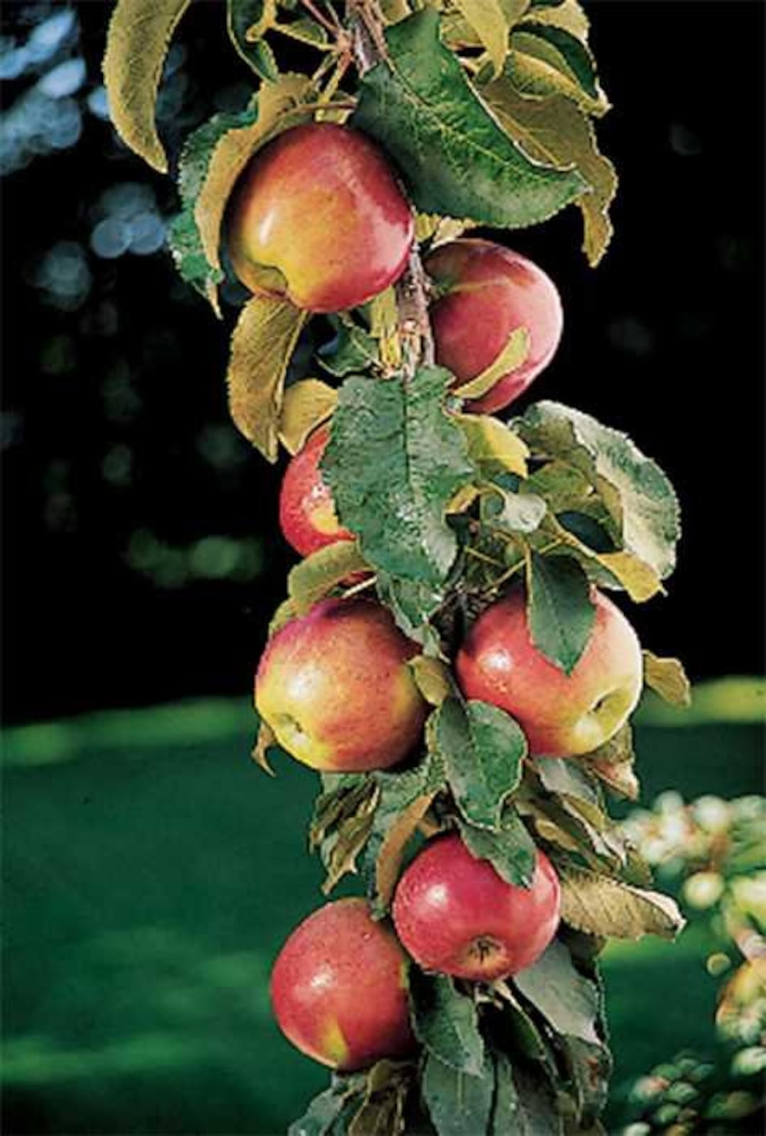 Columnar Apple Tree (scarlet Sentinal) - 1 Gallon Potted and Grafted ...