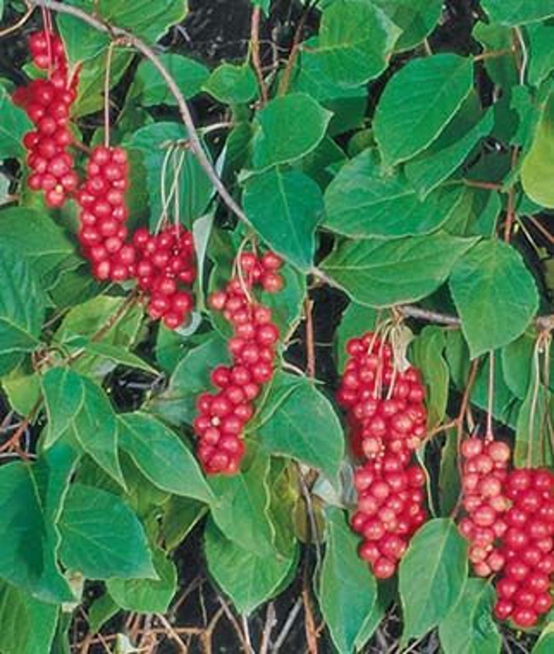 Schisandra Vine (eastern Prince) - Etsy