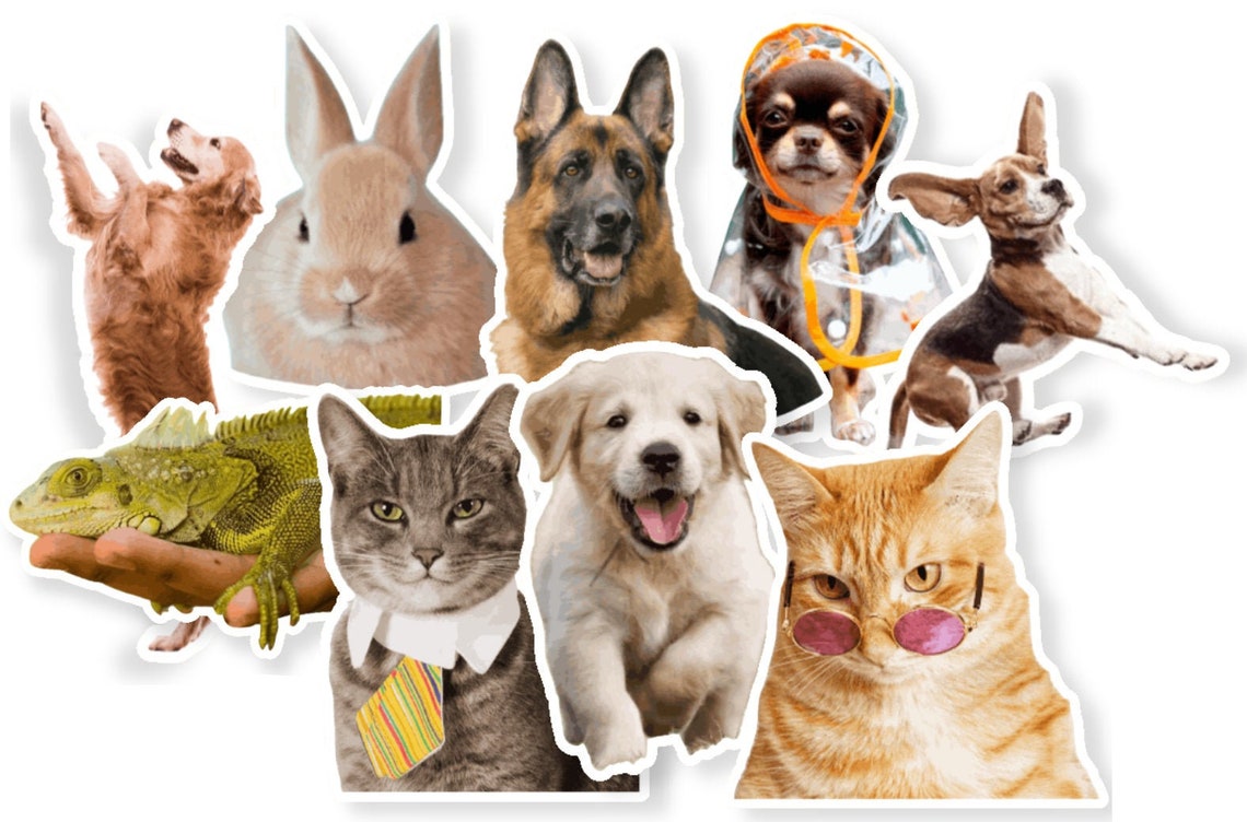 Pet Sticker Pet Photo Sticker Dog Sticker Cat Sticker - Etsy