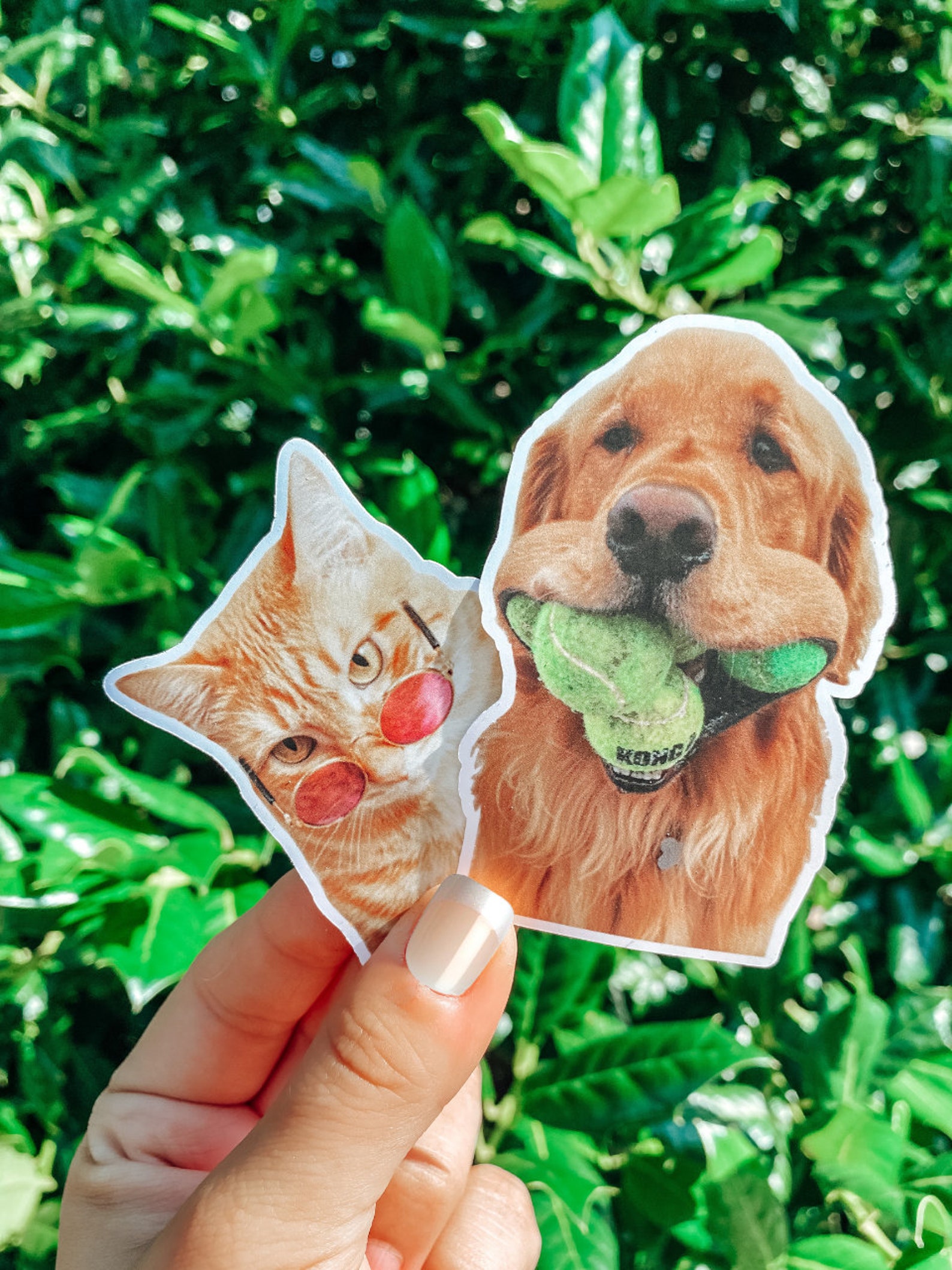 Pet Sticker Pet Photo Sticker Dog Sticker Cat Sticker - Etsy
