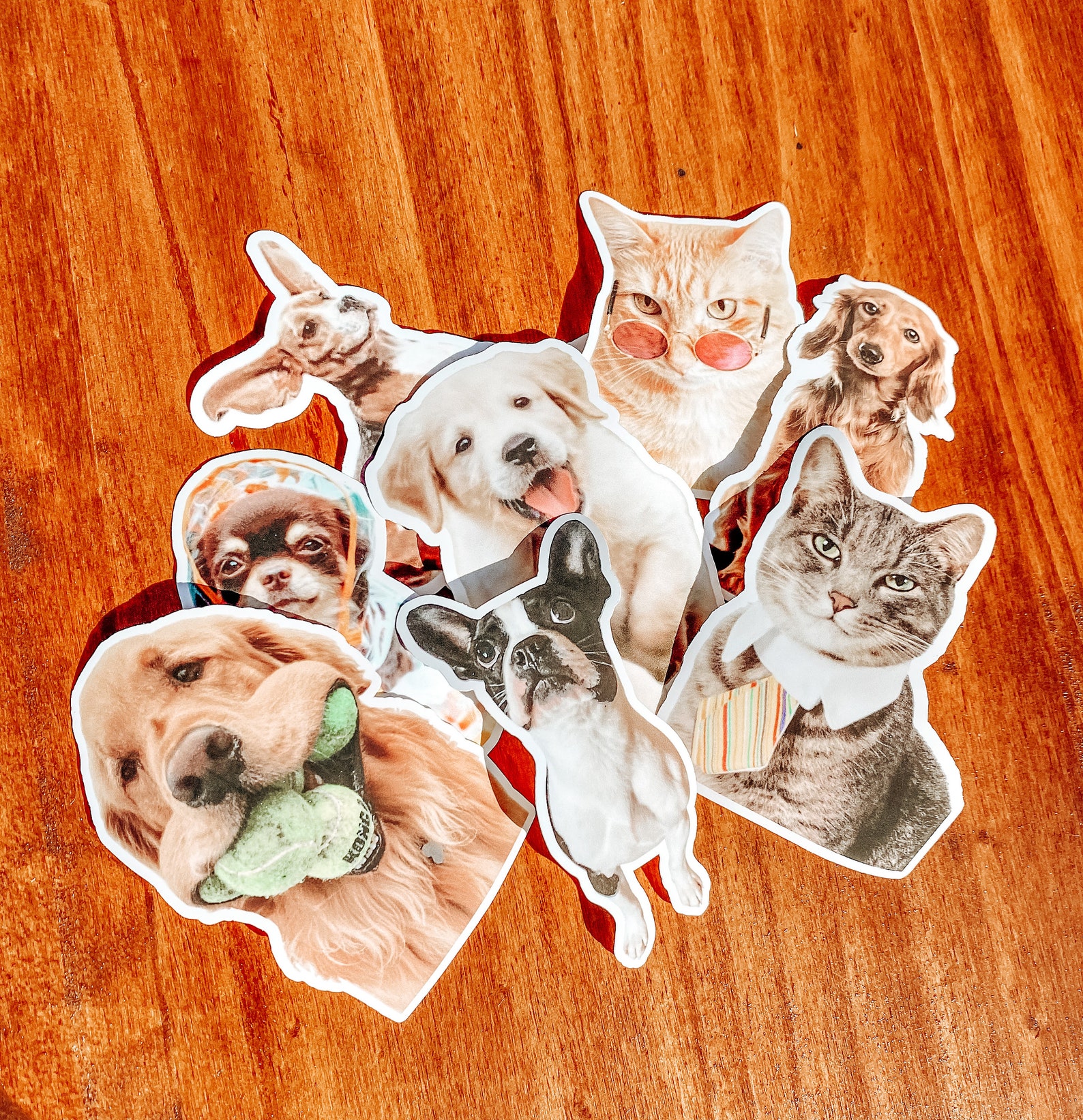 Pet Sticker Pet Photo Sticker Dog Sticker Cat Sticker - Etsy
