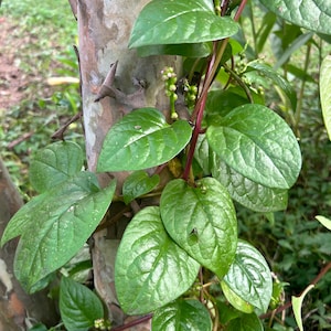 10x Red Malabar Spinach Seeds, Basella Alba, Ceylon, Indian Spinach ...