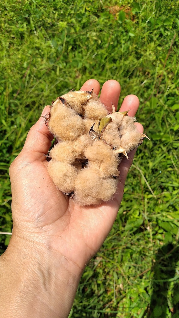 Cotton Plant Seeds