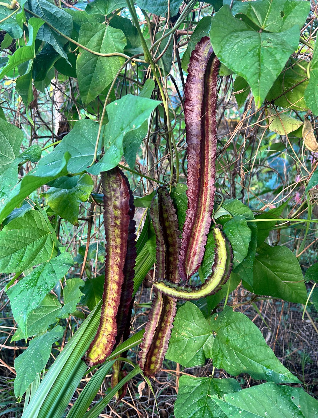 5x Seeds Winged Bean Purple, Four-angle Bean, Dragon Bean, Princess ...