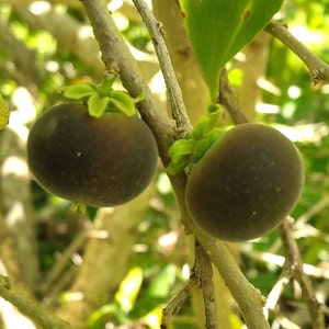 20x Ceylon Gooseberry Seeds, Dovyalis hebecarpa 100%Natural, Easy to ...