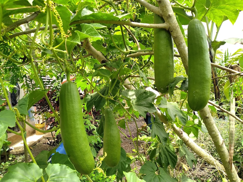 20x Seeds Rare Exotic Musk Cucumber Cassabanana Sicana - Etsy