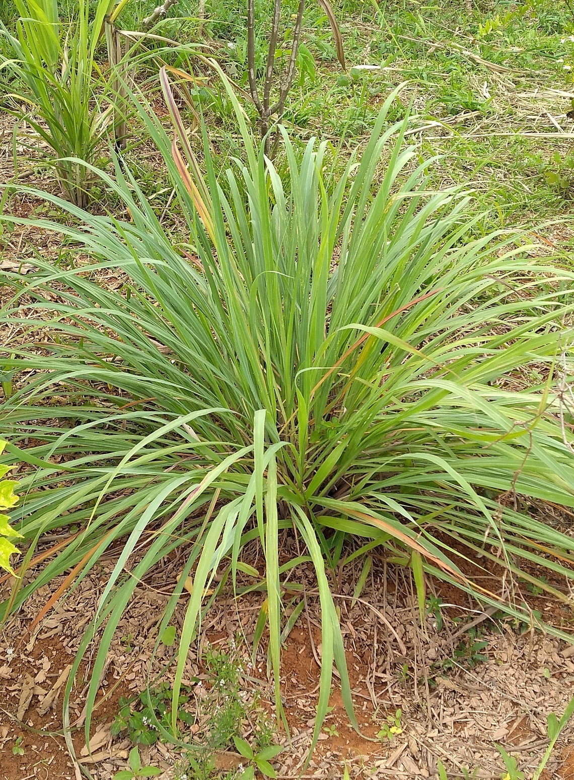 2 Oz Fresh Cut Lemongrass Leaves: Aromatic Herb for Tea & Cooking ...