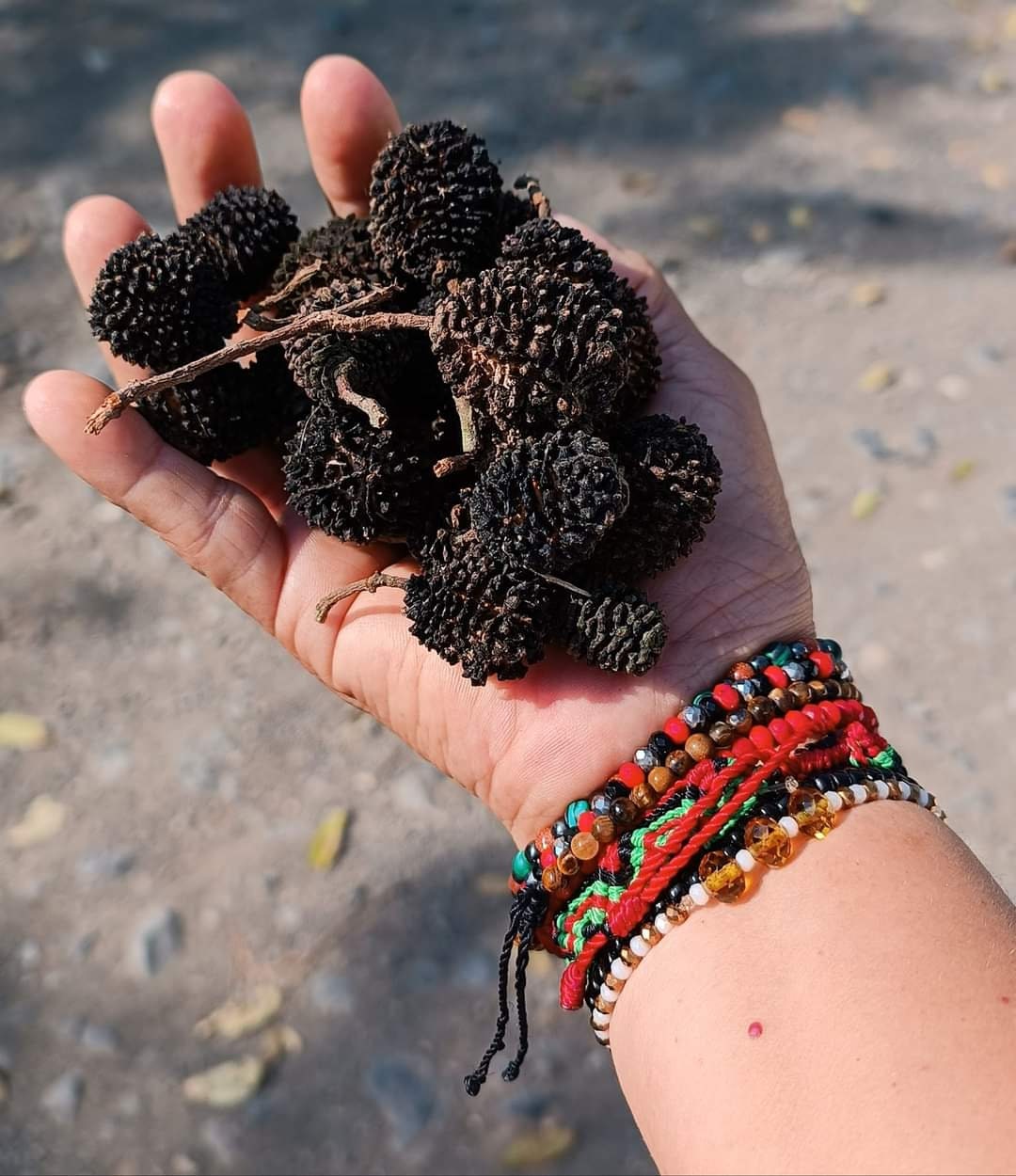 20 X Guasima Seeds West Indian Elm Grow Your Own Guasima - Etsy