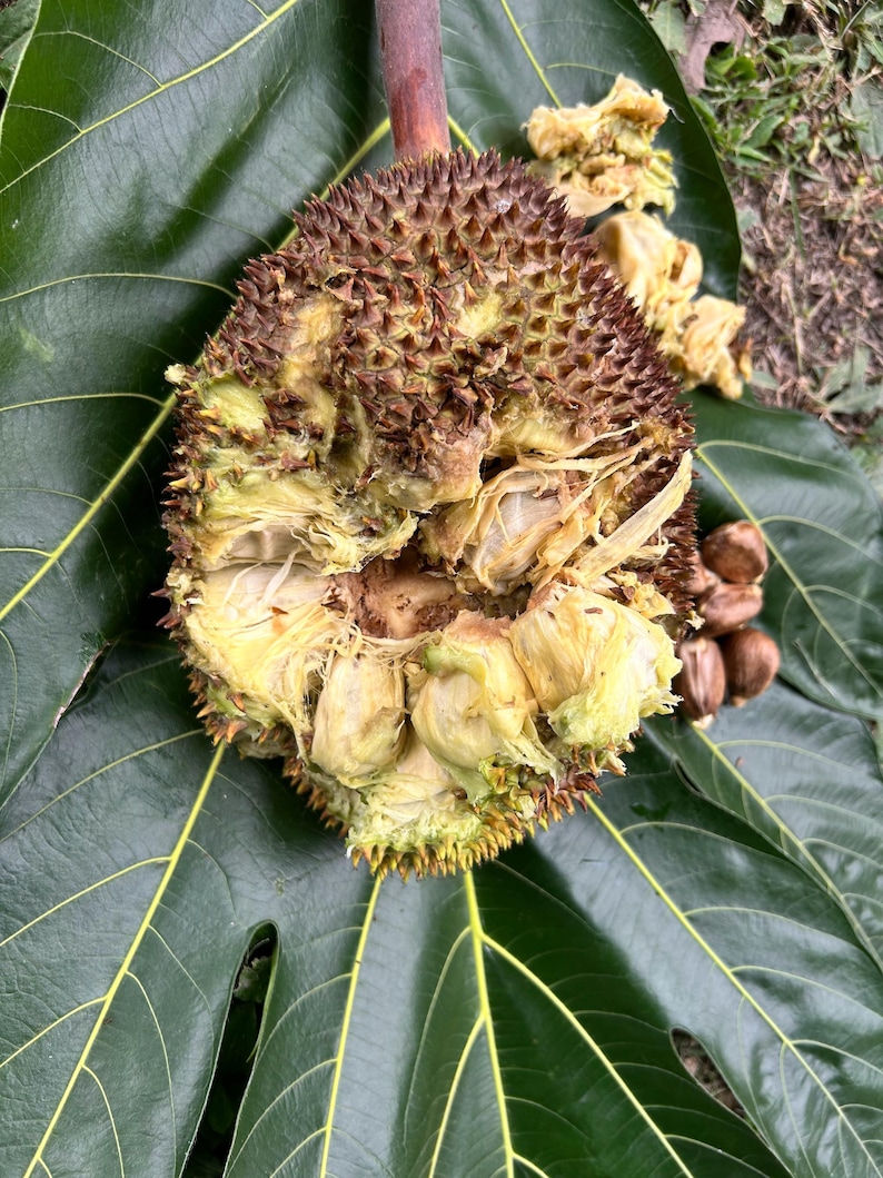 5 Breadnut Seeds: Exotic Tropical Fruit, Artocarpus Camansi - Etsy