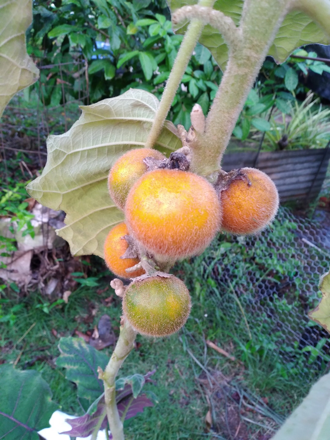 10 X Lulo Seeds, Naranjilla, Solanum Quitoenses, 100% Natural, Luscious ...