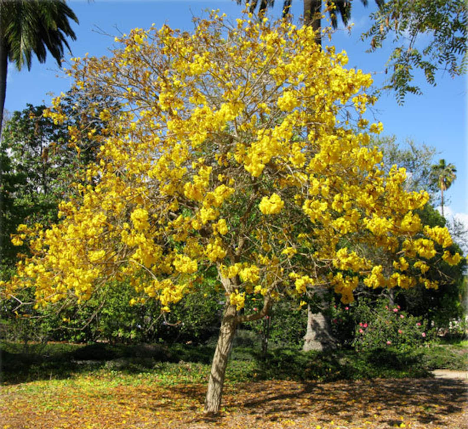 20x Yellow Guayacan Tree Seeds (handroanthus Chrysotrichus) - Etsy
