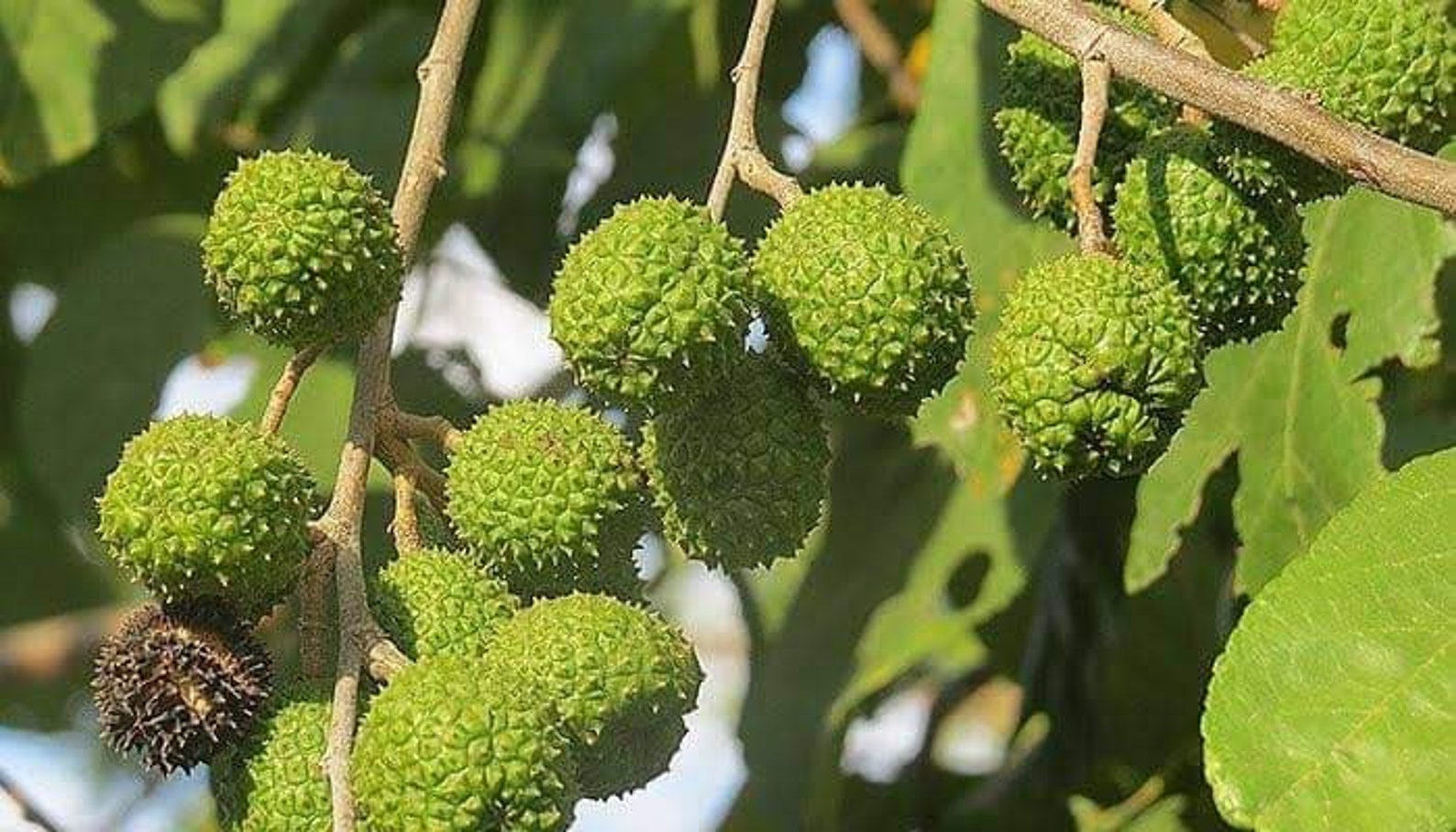 20 X Guasima Seeds West Indian Elm Grow Your Own Guasima - Etsy