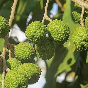 20 X Guasima Seeds, West Indian Elm, Grow Your Own Guasima Tree - Order ...