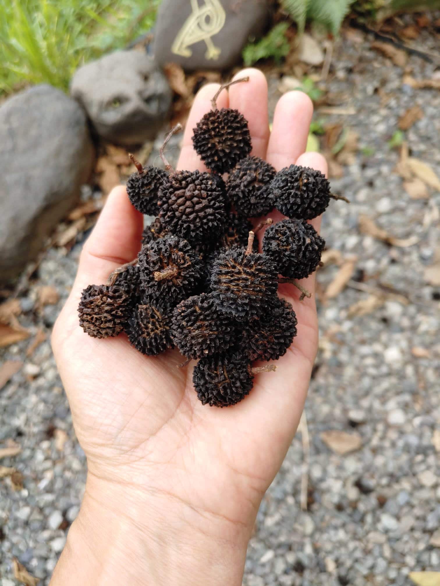 20 X Guasima Seeds West Indian Elm Grow Your Own Guasima - Etsy