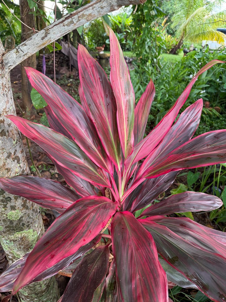 Lemon Red Cordyline Ti Plant - 3 Cuttings, 7" Long, Purple Prince - Etsy