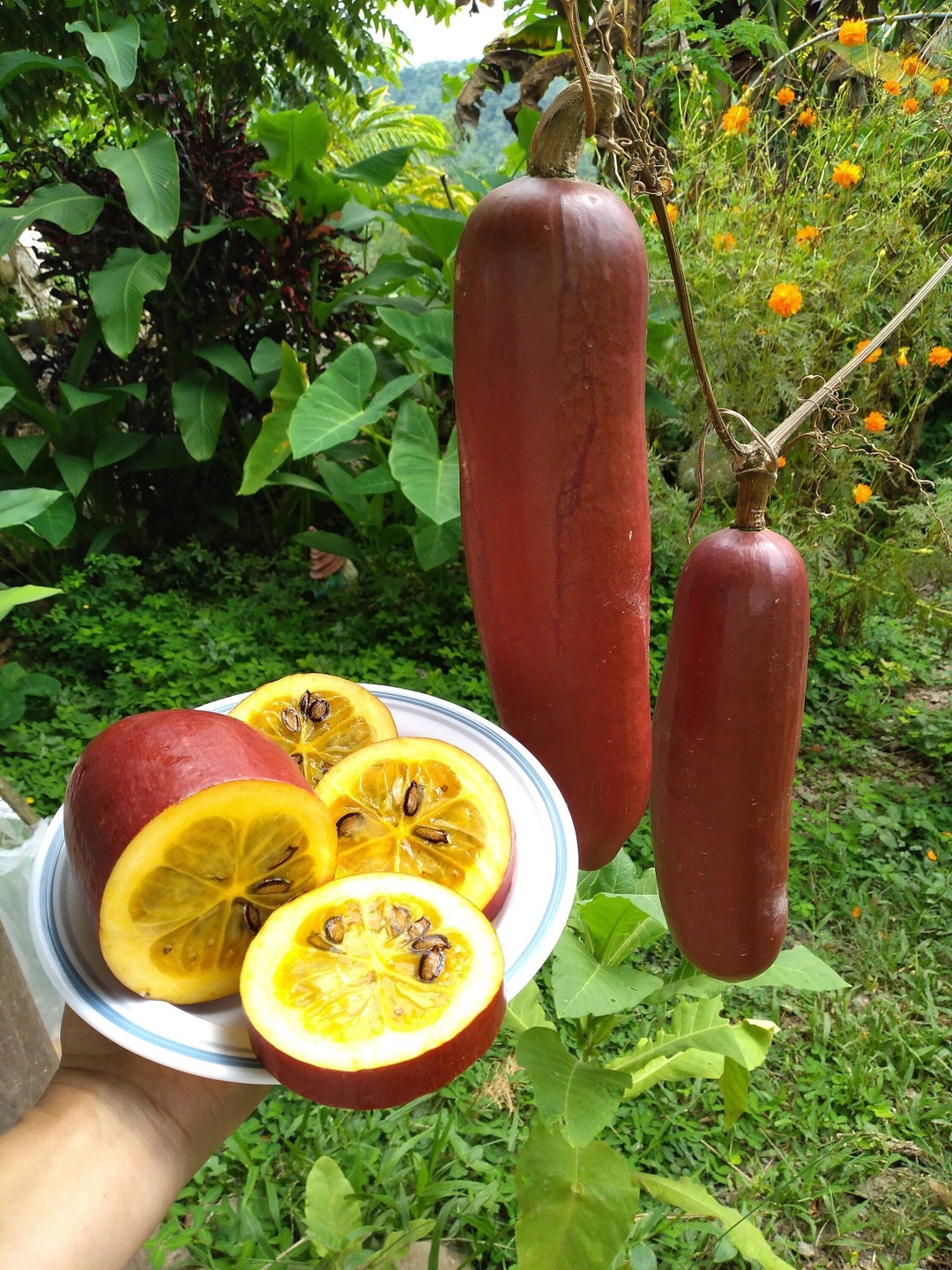 10x Seeds Rare Exotic Musk Cucumber, Cassabanana, Sicana Odorifera ...