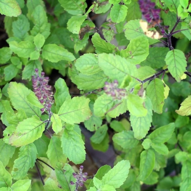 Tulsi Seeds - Etsy