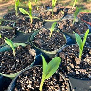 10x Purple Corn Seeds, Choclo Morado, Maize, Exotic, Kulli Sara ...