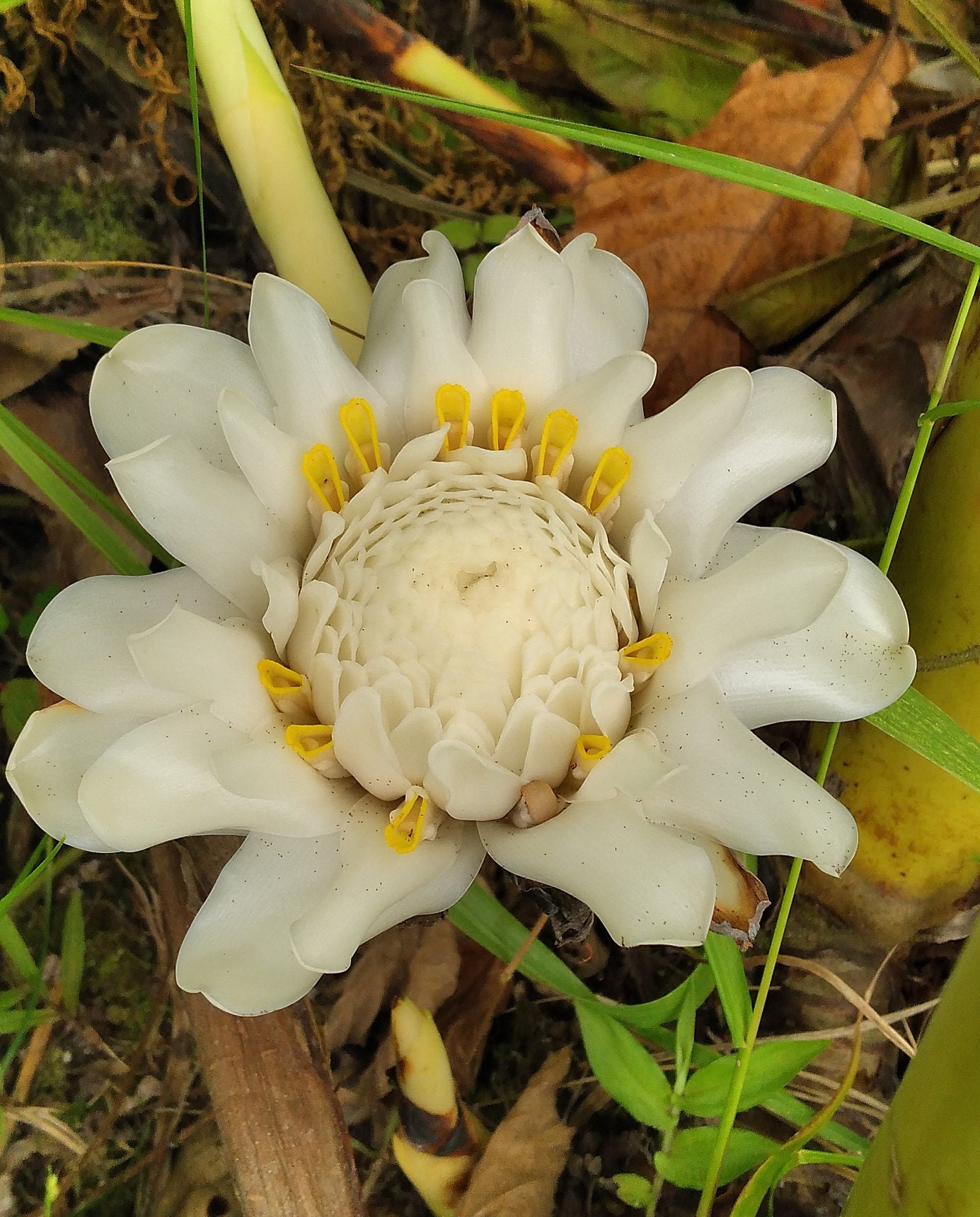 1x White Torch Ginger rhizome FREE offer with FREE Shipping - Etsy.de