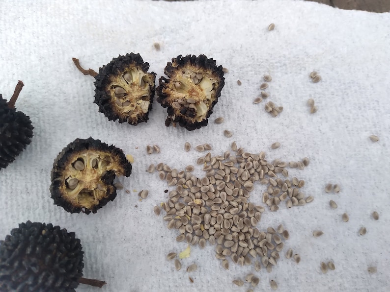 Guasima 20 Seeds: West Indian Elm, Grow Your Own Tree - Etsy