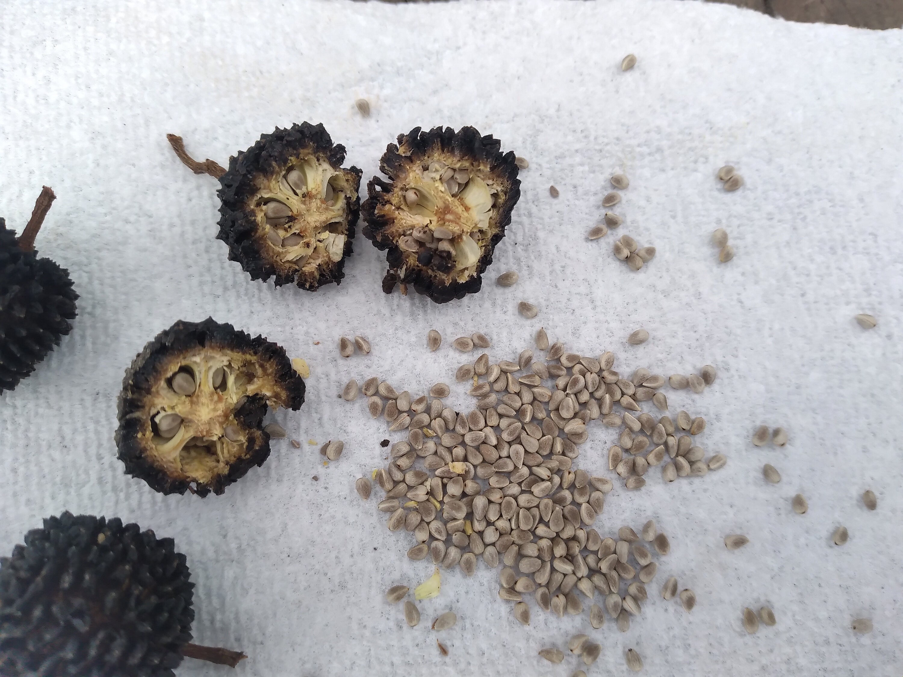 20 X Guasima Seeds West Indian Elm Grow Your Own Guasima - Etsy