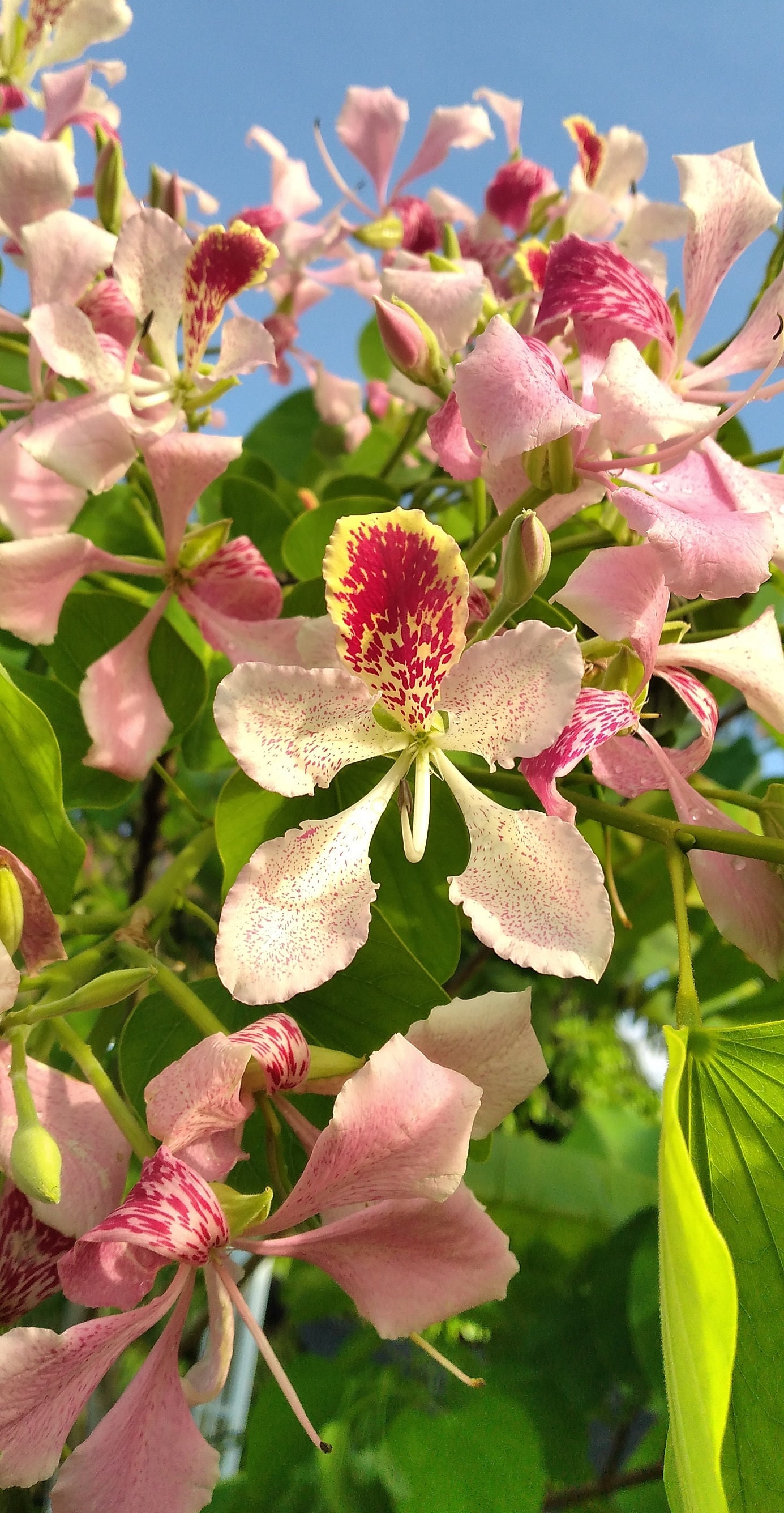 Butterfly Tree Bauhinia