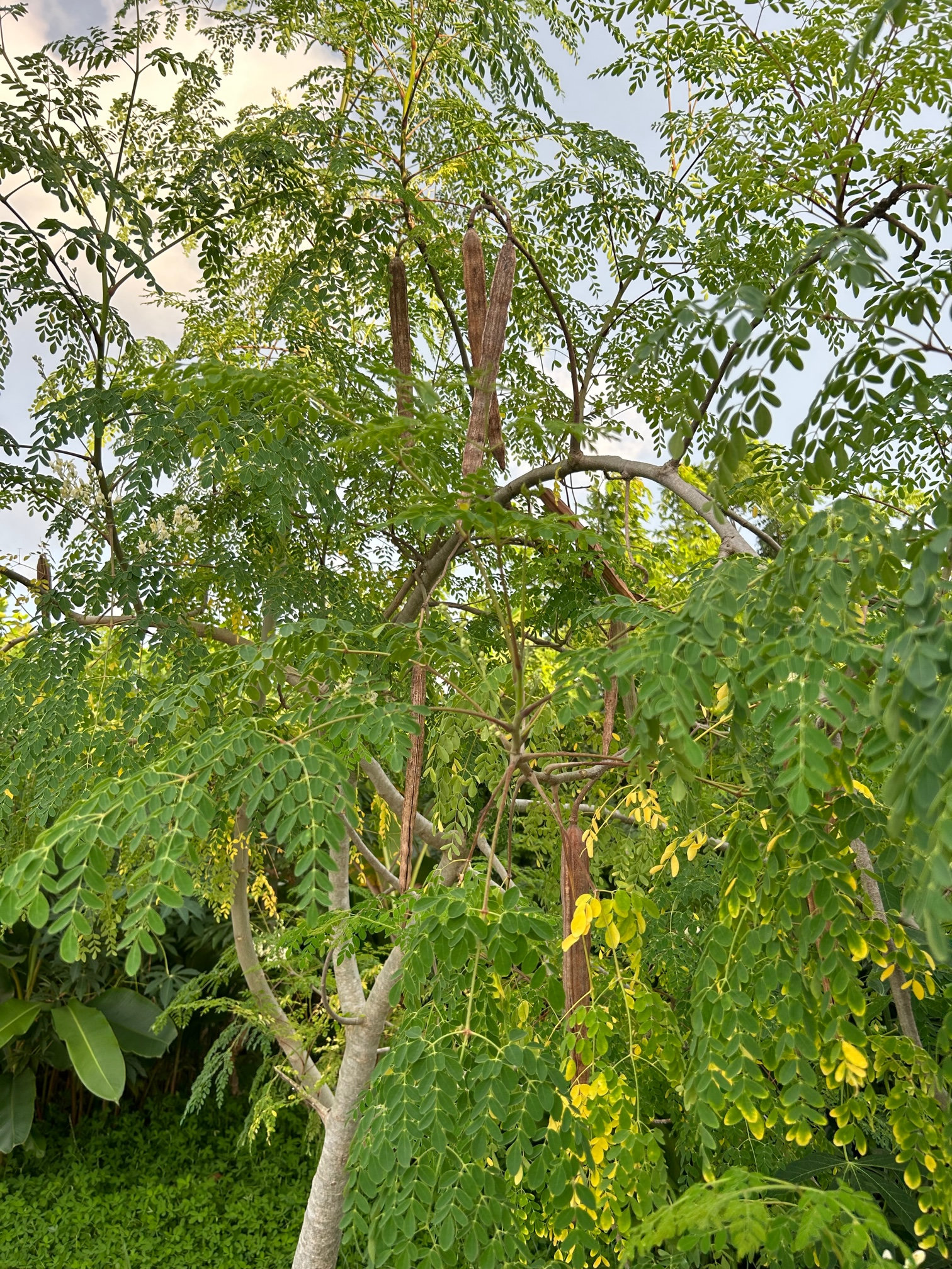 Miracle Tree Moringa