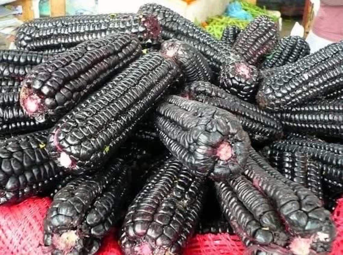 10x Purple Corn Seeds, Choclo Morado, Maize, Exotic, Kulli Sara ...