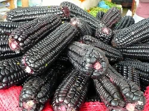 10x Purple Corn Seeds, Choclo Morado, Maize, Exotic, Kulli Sara ...