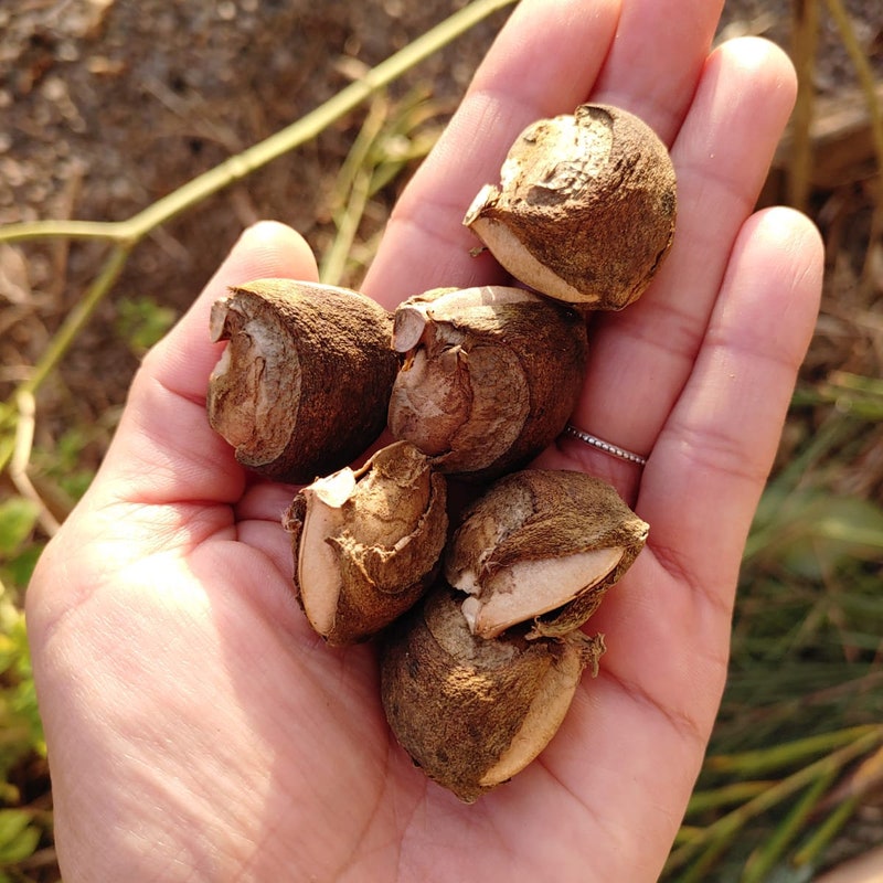 Rare Exotic Seeds - Etsy