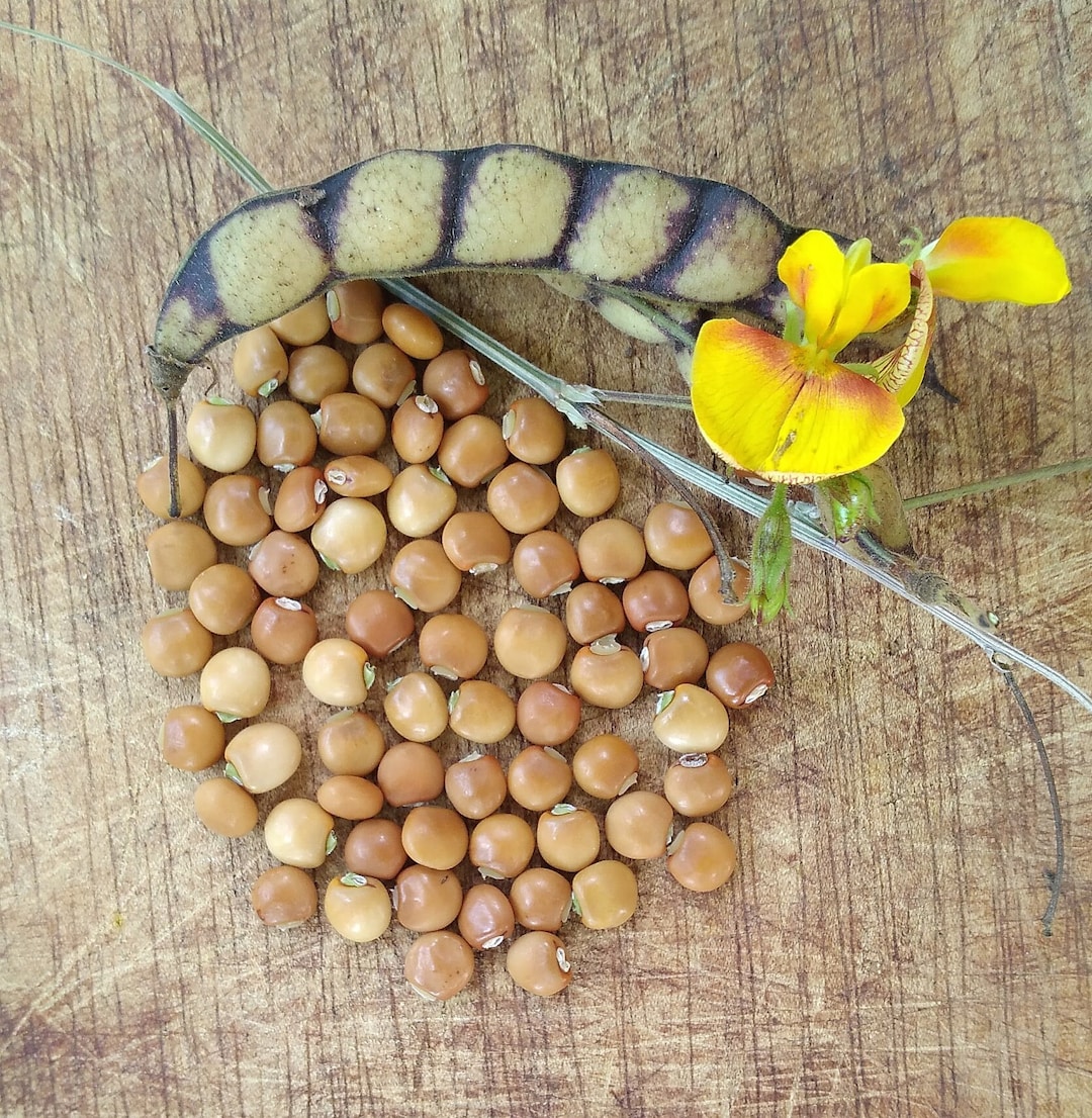 25x Seeds White Pigeon Peas - Cajanus Cajan, Gandules Seeds, FREE ...