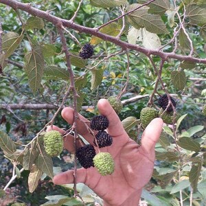 20 X Guasima Seeds, West Indian Elm, Grow Your Own Guasima Tree - Order ...