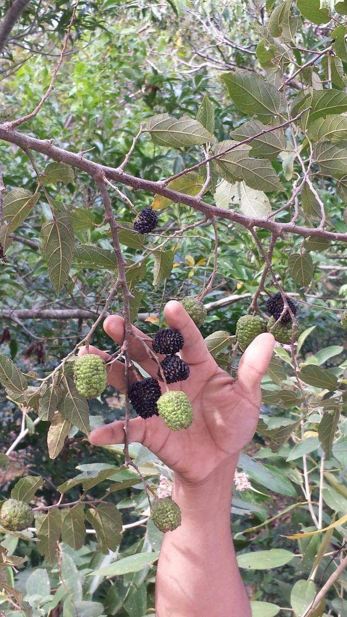 20 X Guasima Seeds West Indian Elm Grow Your Own Guasima - Etsy