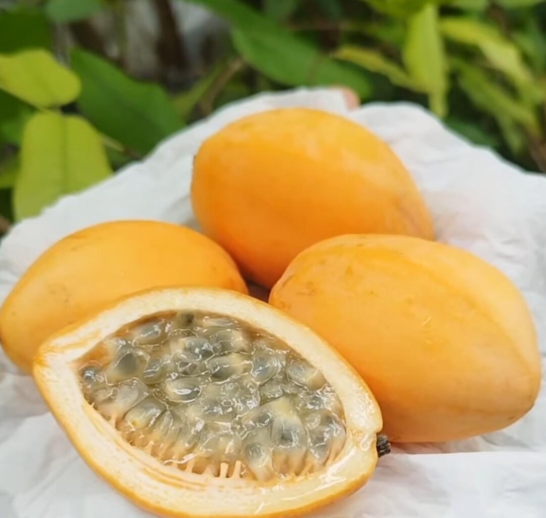 10 Jamaican Lilikoi Seeds: Golden Passionfruit, Tropical Vine - Etsy