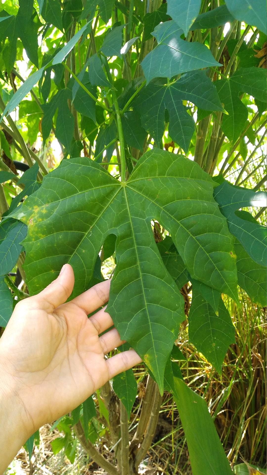 5 Chaya Cuttings: Maya Spinach Tree, Maple Leaf Variant - Etsy