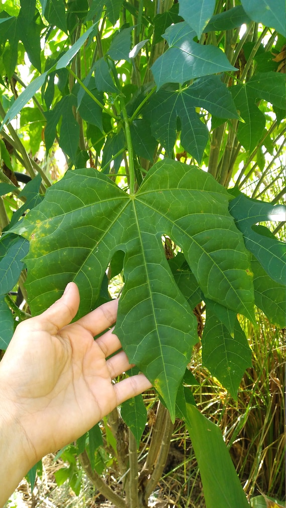 5 Chaya Cuttings Maya Spinach Tree Free Shipping Easy to - Etsy