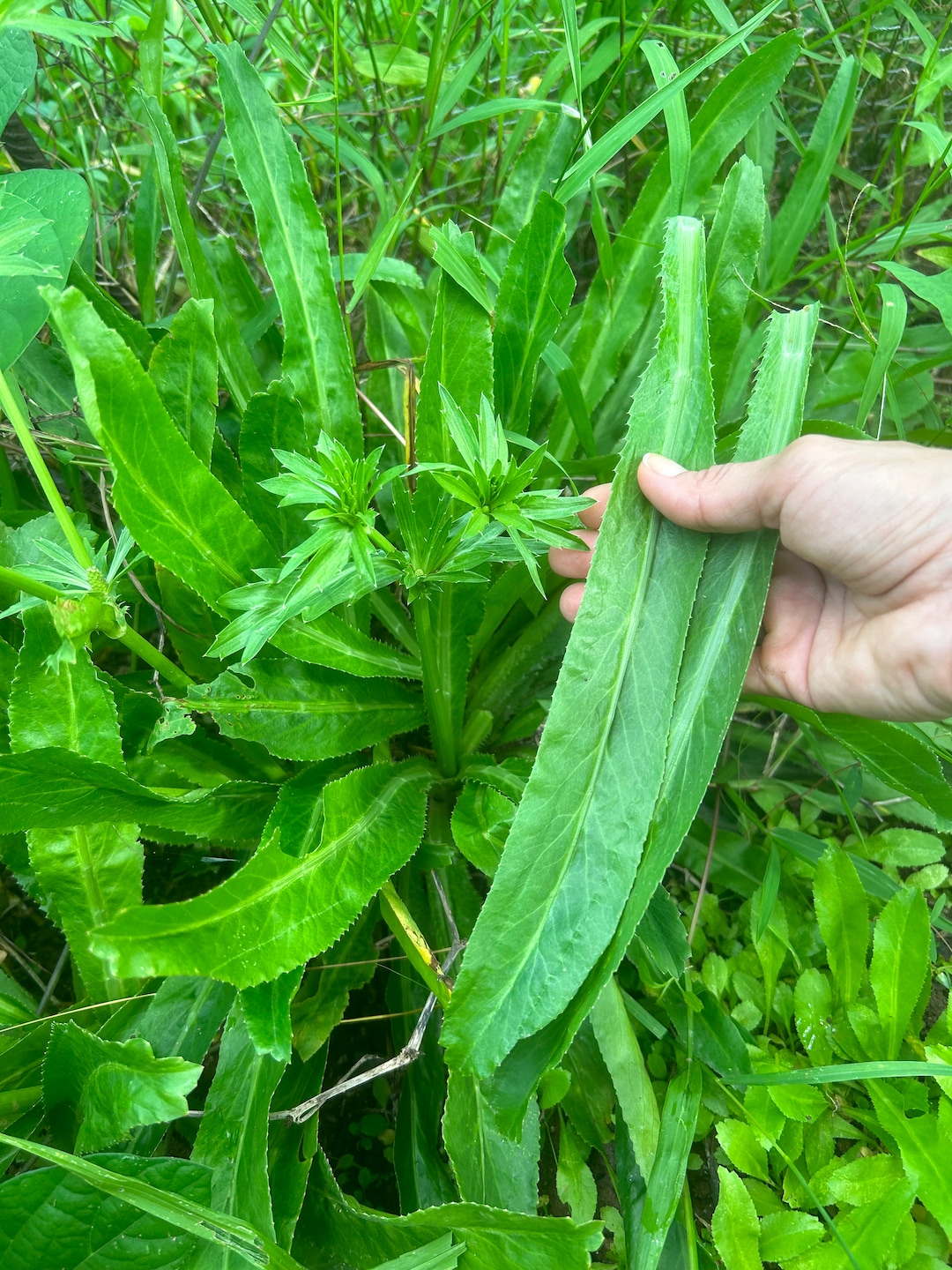 100x Recao Seeds, Culantro, Eryngium Foetidum, One of the Best Spices ...