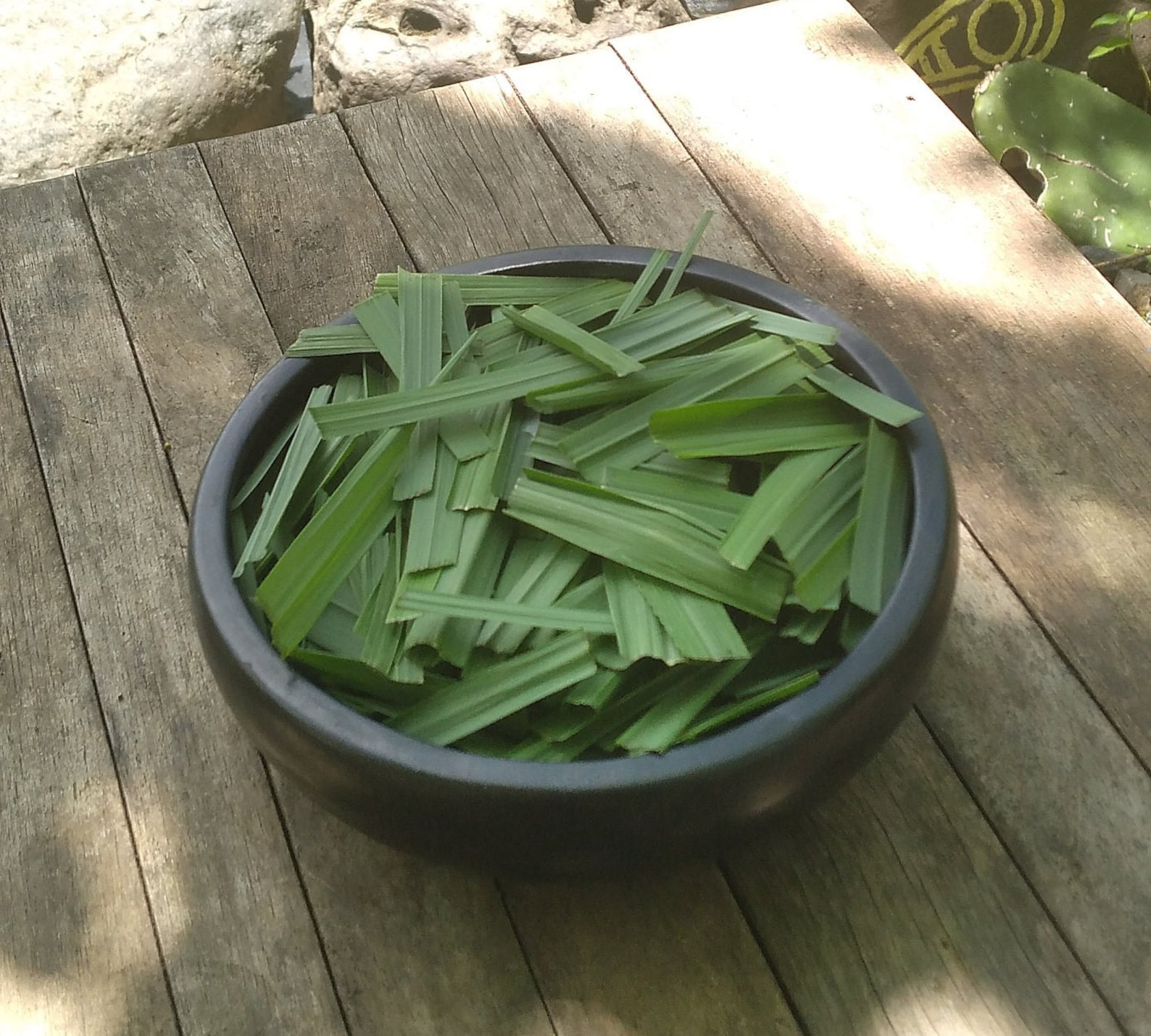 2 Oz Fresh Cut Lemongrass Leaves: Aromatic Herb for Tea & Cooking ...