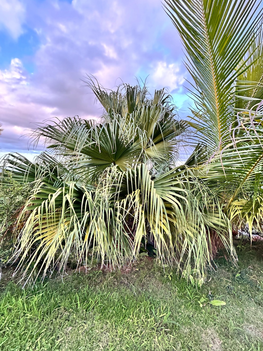 1 Live Fan Palm Tree Seedling – Puerto Rican Native, Caribbean Beauty ...