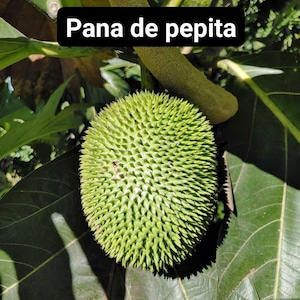 5 Breadnut Seeds: Exotic Tropical Fruit, Artocarpus Camansi - Etsy