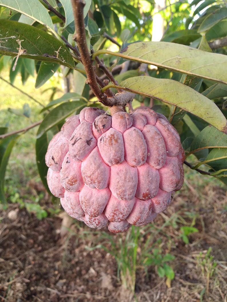 10 Red Custard Apple Seeds, Exotic Tropical Fruit - Etsy