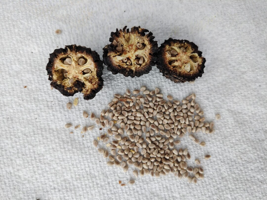 20 X Guasima Seeds, West Indian Elm, Grow Your Own Guasima Tree - Order ...