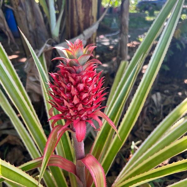 Pink Pineapple - Etsy