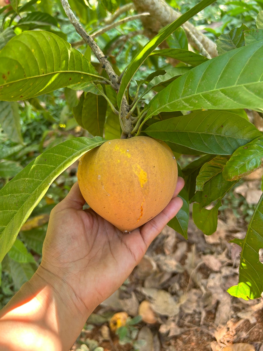 5 Canistel Seeds, Pouteria Campechiana, Ever Green Tree, Zapote ...