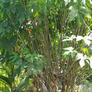 5 Chaya Cuttings: Maya Spinach Tree, Maple Leaf Variant - Etsy