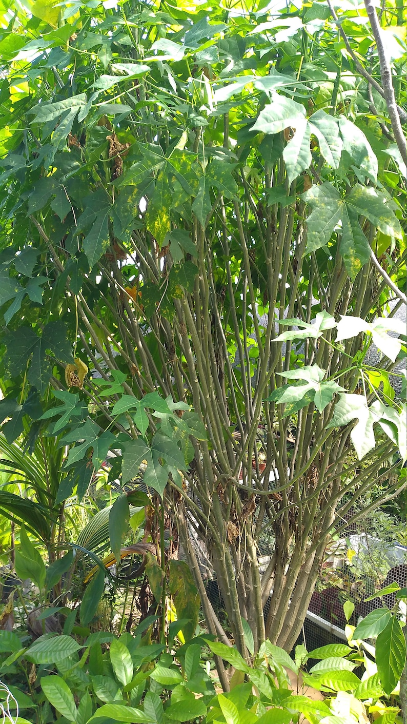 5 Chaya Cuttings: Maya Spinach Tree, Maple Leaf Variant - Etsy