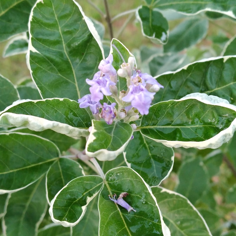 Vitex Tree - Etsy