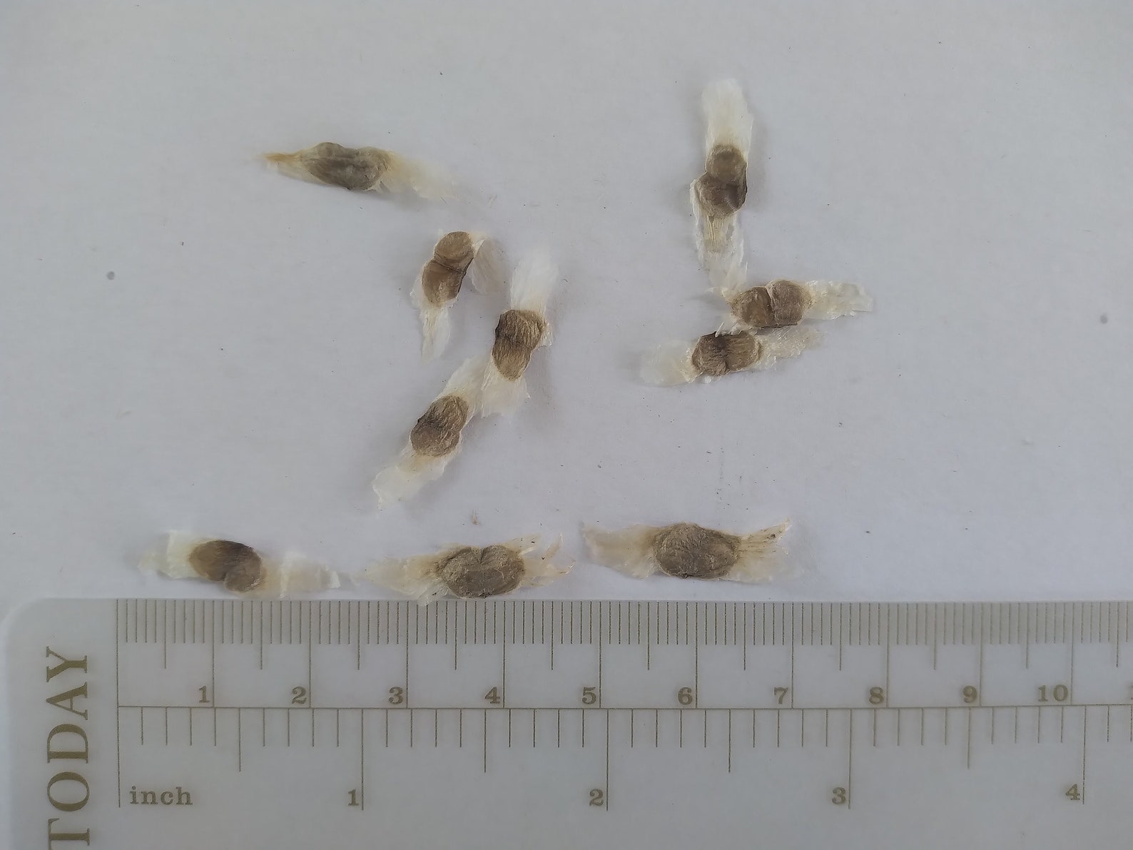 20x Pink Oak Tree Seeds - Tabebuia Rosea - Etsy